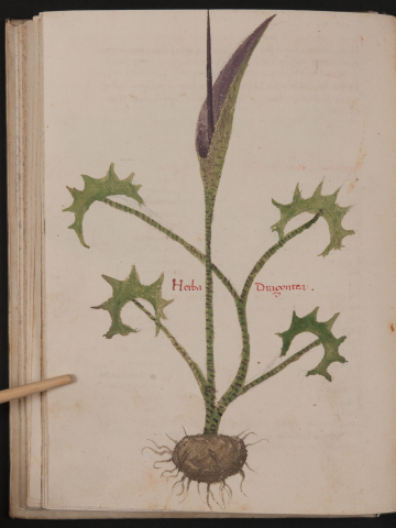 De herbarum virtutibus - PHAIDRA – Collezioni digitali | Università di ...
