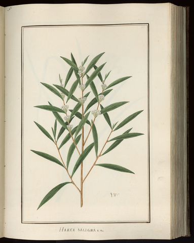 Hakea saligna - recto - PHAIDRA – Collezioni digitali | Università di ...